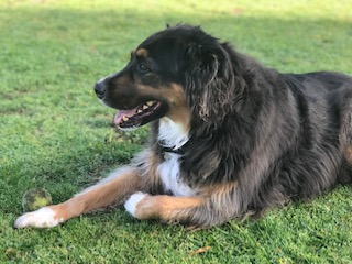 Music and the Brain (in dogs) – Adventures in 88 Keys